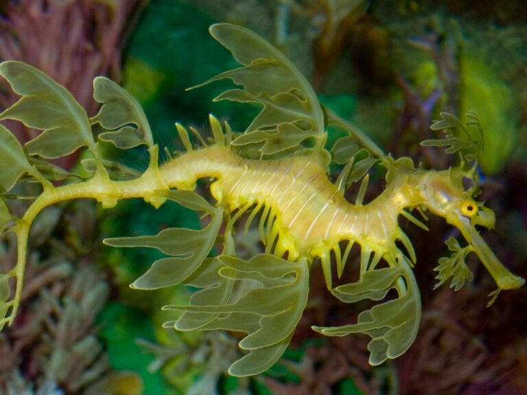 12 Funny Looking Fish You Won’t Believe Actually Exist