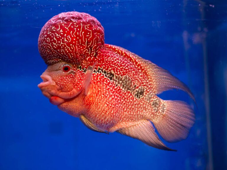 12 Funny Looking Fish You Won’t Believe Actually Exist