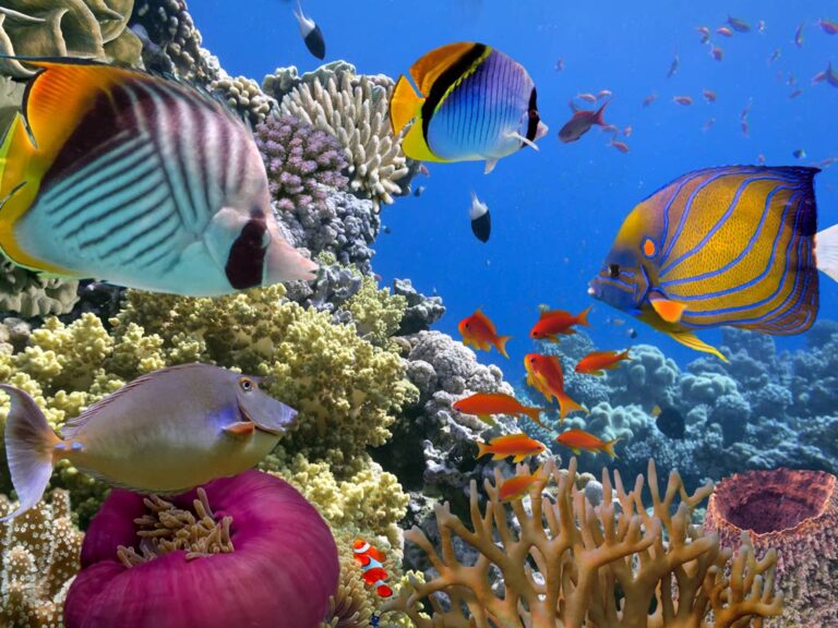 20 Fun Facts about Fish You Should Know