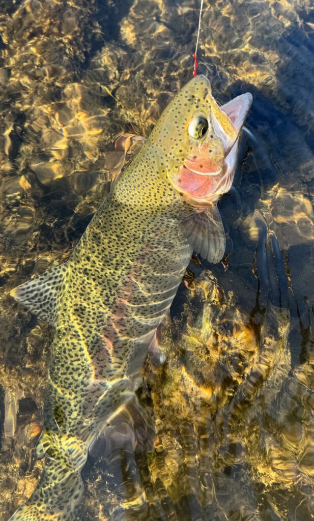 Fly Fishing for Trout on the Provo River: Three Sections You Need to ...