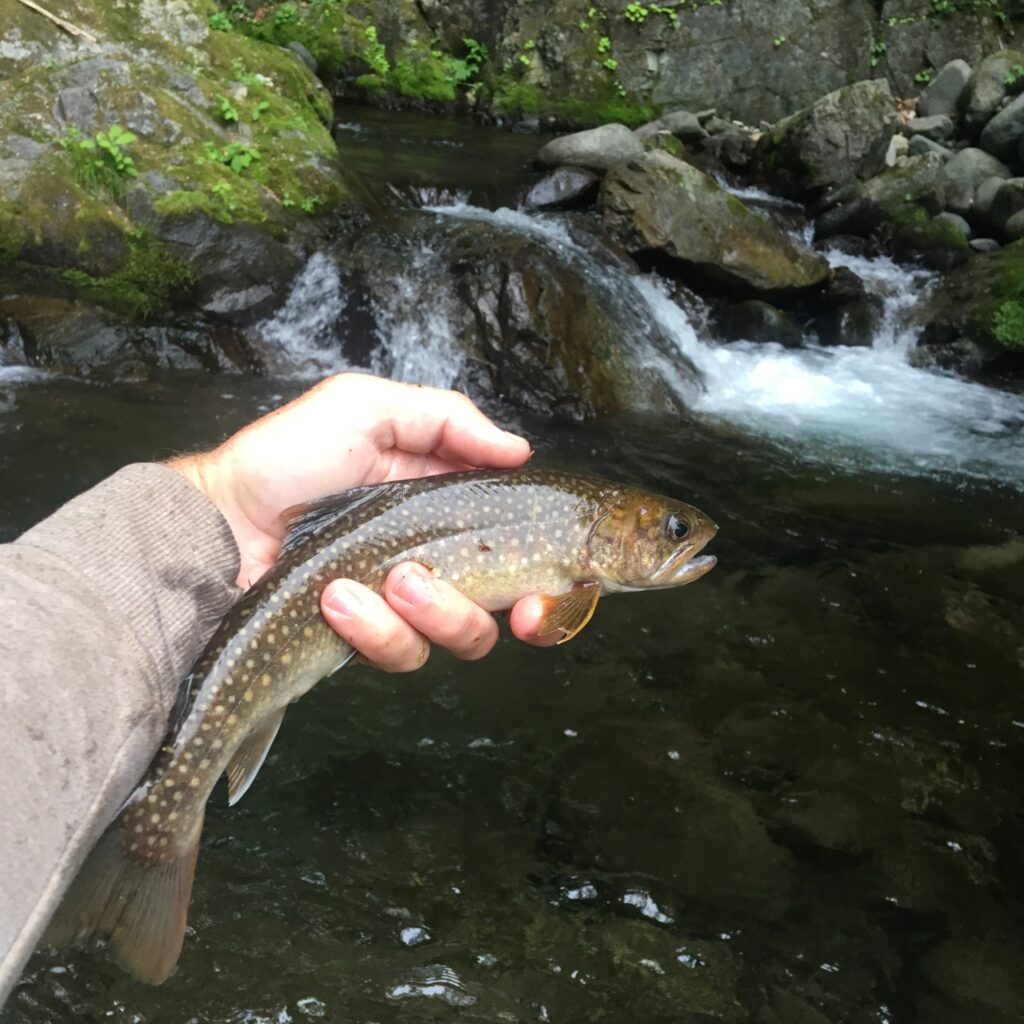 Fishing for Iwana (White-Spotted Char) in the Japanese Mountains with a ...