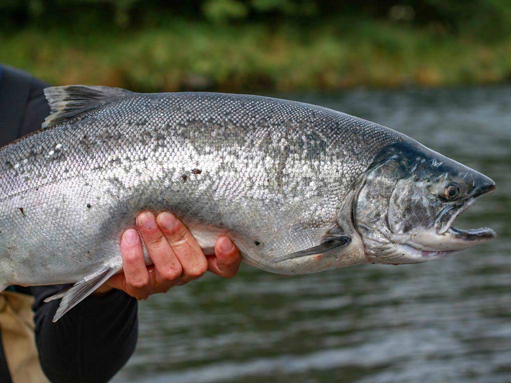 Historic Comeback: Coho Salmon in Northern California after 30 Years!