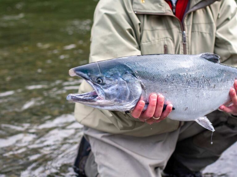 Historic Comeback: Coho Salmon in Northern California after 30 Years!